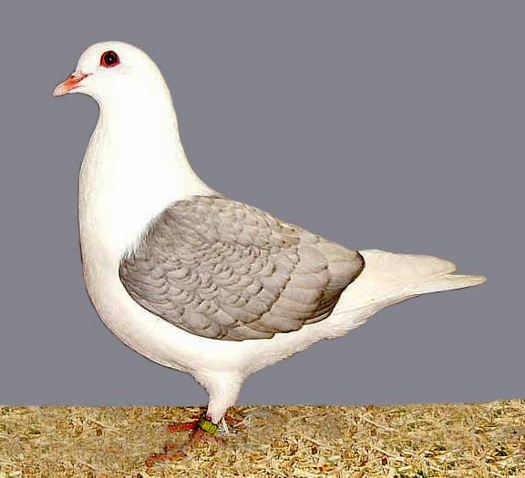 October 2013 | Pigeons Palace