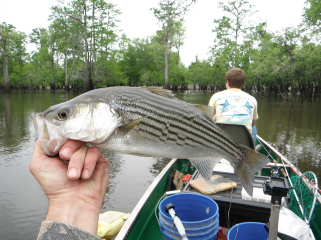 North Carolina River Fishing and Canoeing with Mack: Neuse River ...