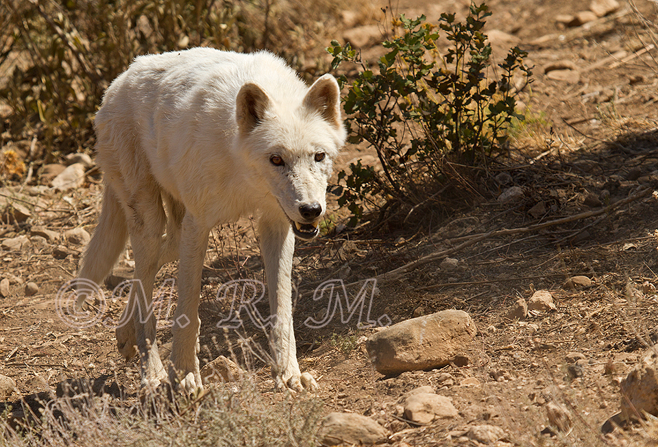 SENDEROS DE LUZ: LOBO DE ALASKA