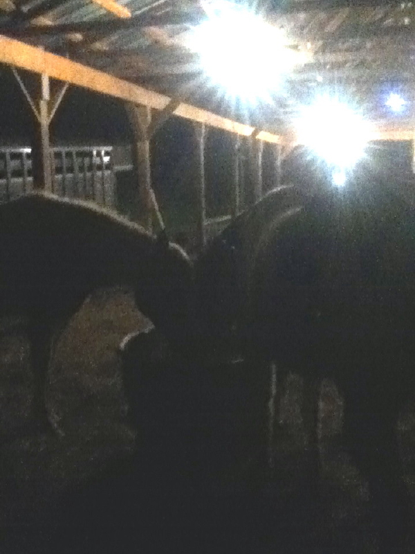The Twin Tiers Horse: The Stable on a Rainy NIght