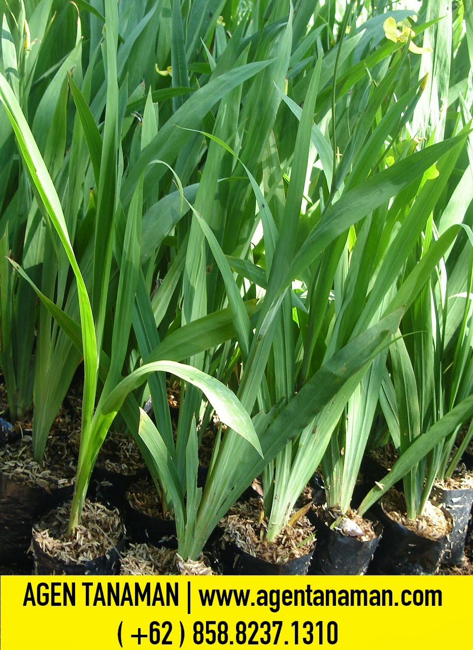 JUAL TANAMAN HIAS / POHON HIAS | KUCAI MINI, ALANG-ALANG PUTIH, LILI ...