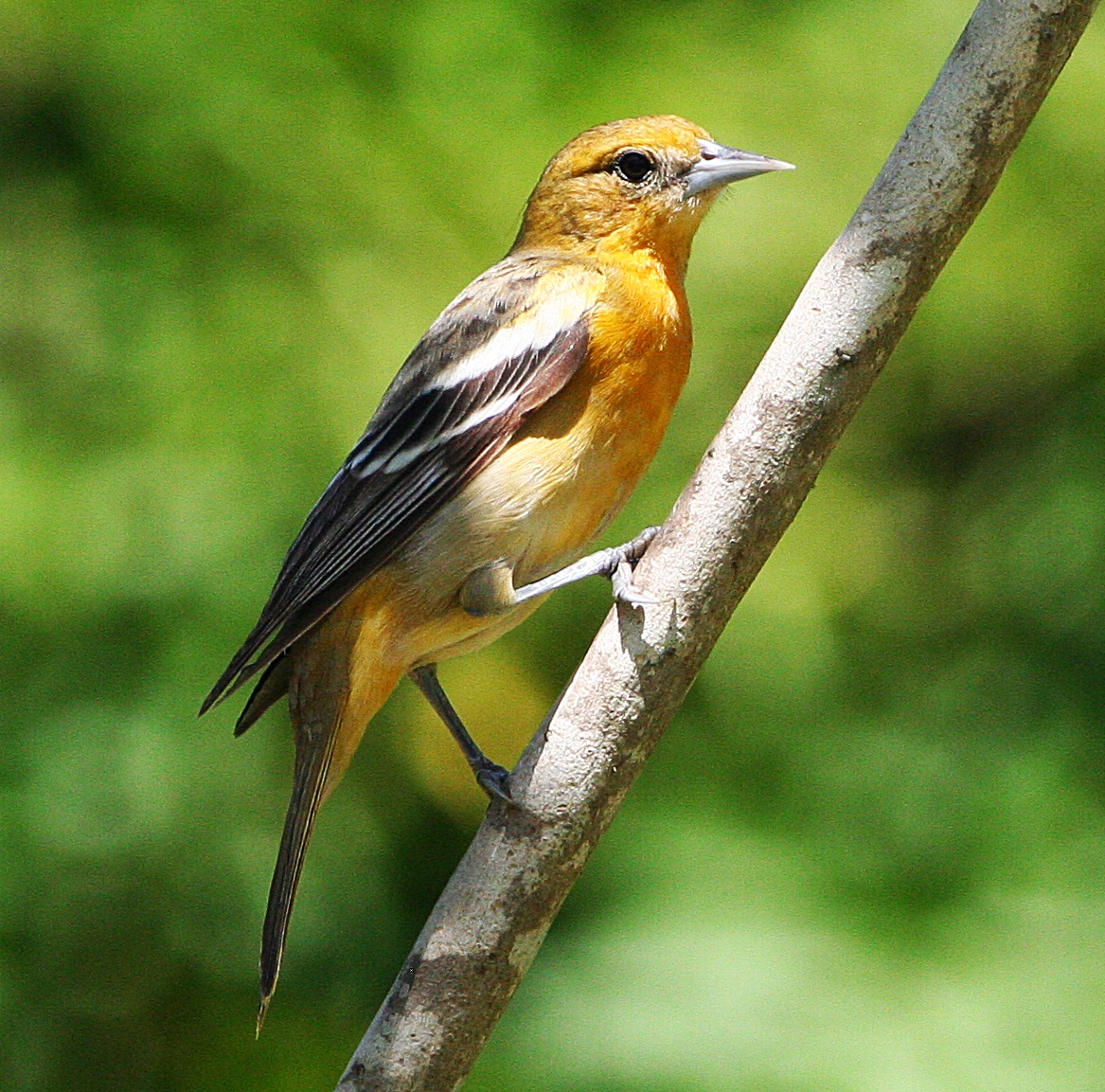 The great oriole invasion of 2013