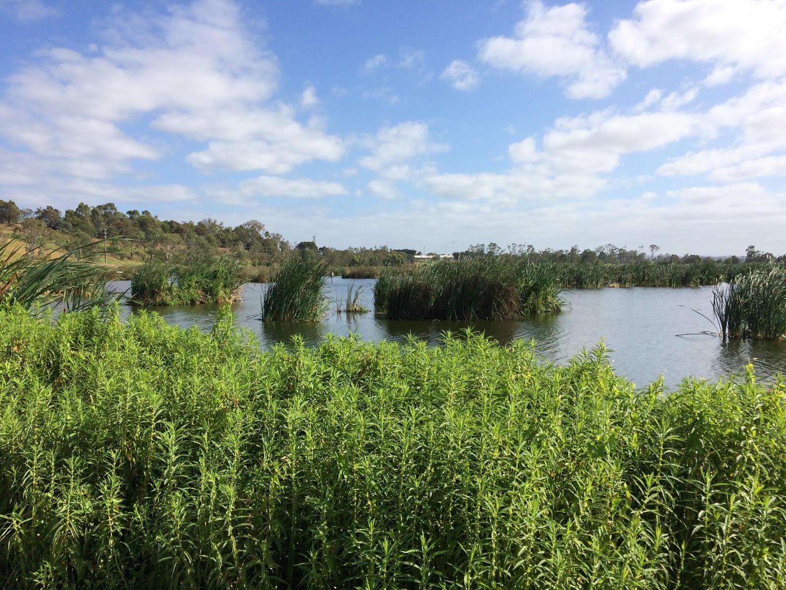 East-Gippsland Birds: Macleod Morass