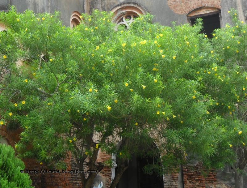 Kolke Ful(কলকে ফুল) - Thevetia peruviana