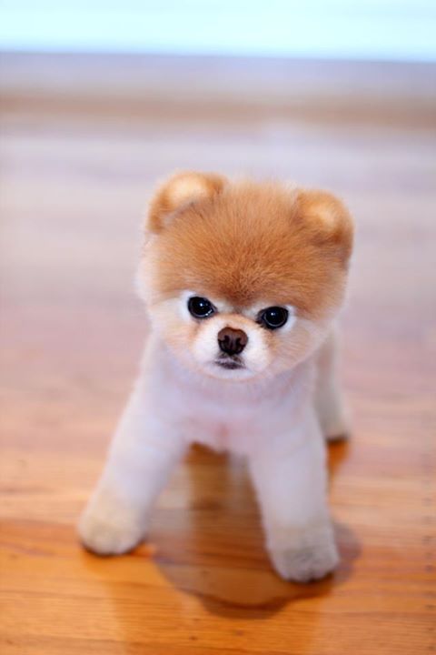 60 fotos de Boo, el perrito más hermoso del mundo - The World's Cutest ...