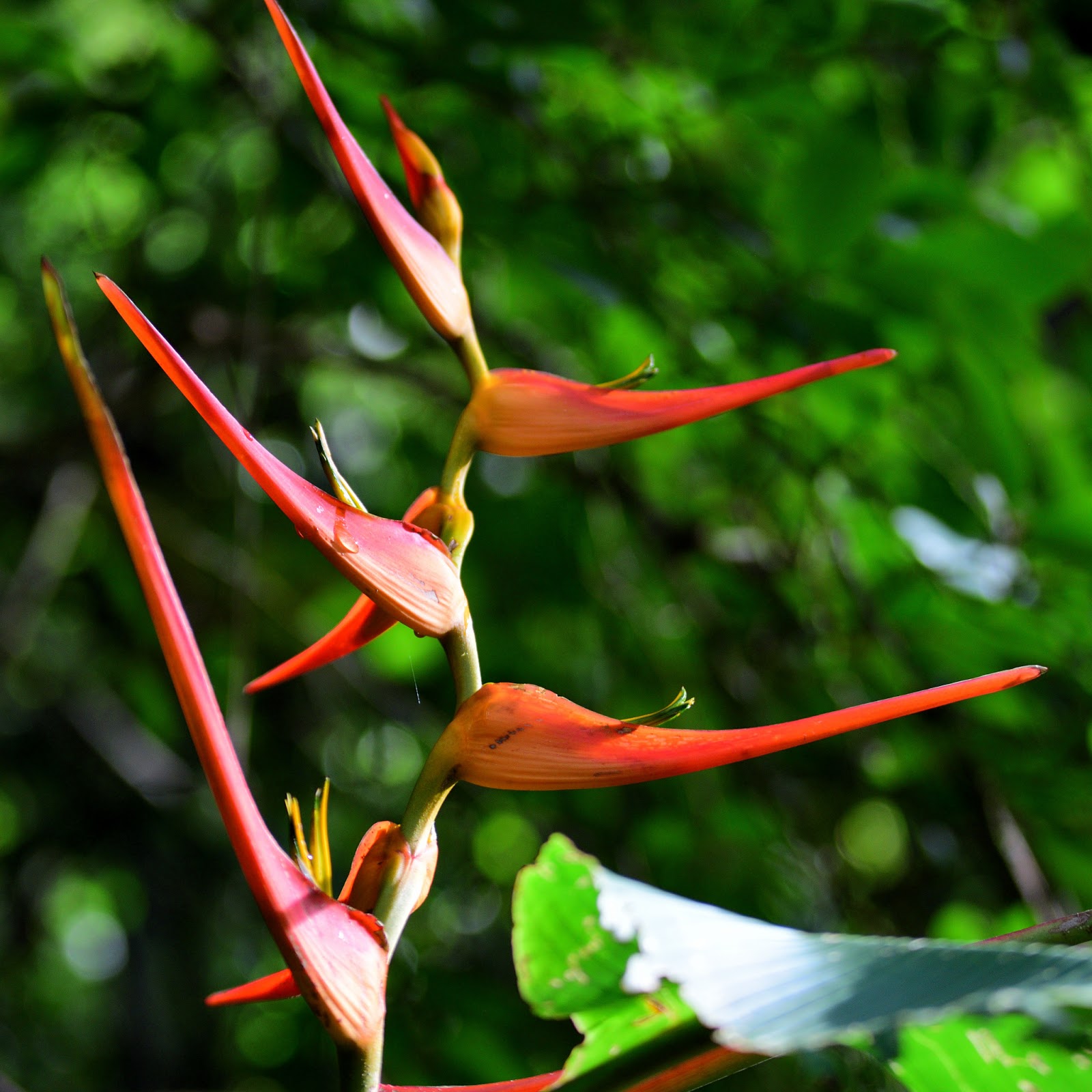Heliconia