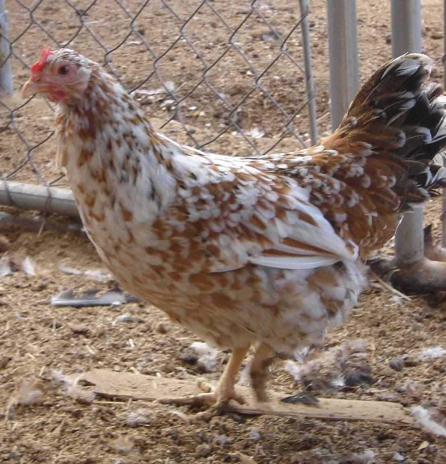 Aloha Chickens: Fall Breeder Pen #2