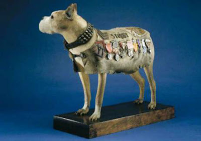Sergeant Stubby - WWI War Dog Hero | Australian Dog Lover
