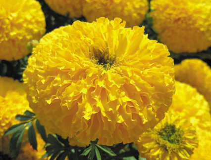 Marigold(Galgoto Flower's Photos Download