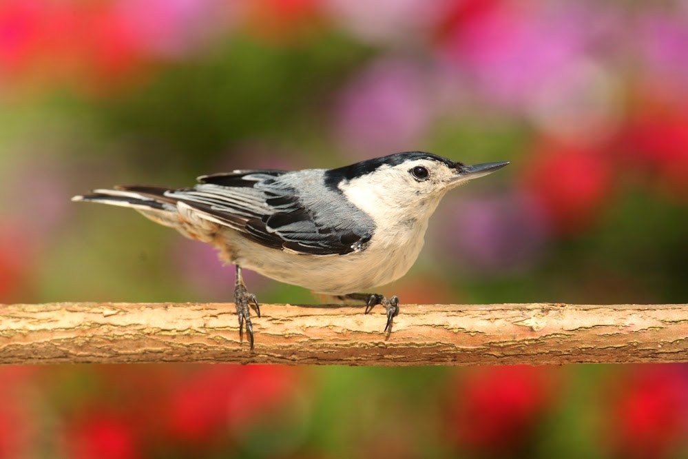 Steve Byland Nature Photography