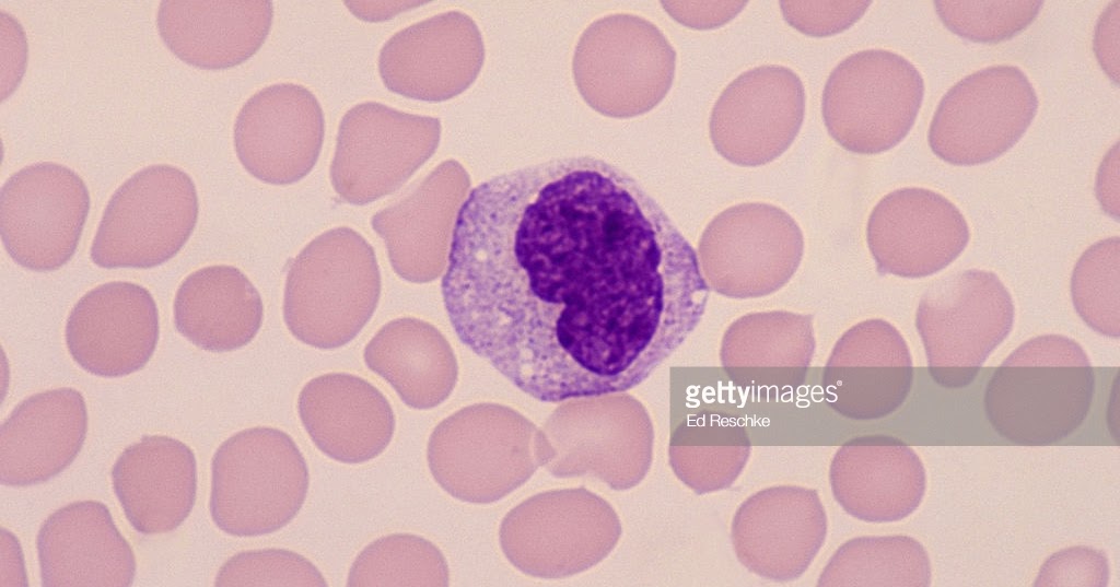 Les Cellules de sang ~ ProBiologiste