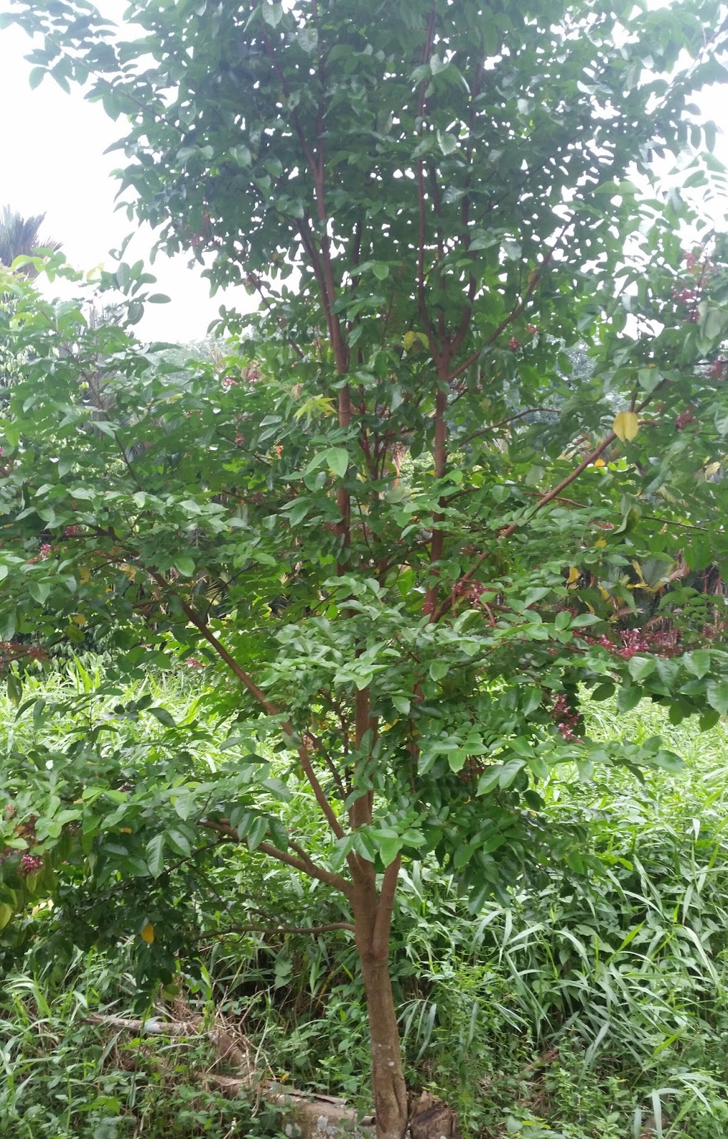 Warisan Petani: Pokok belimbing Besi.