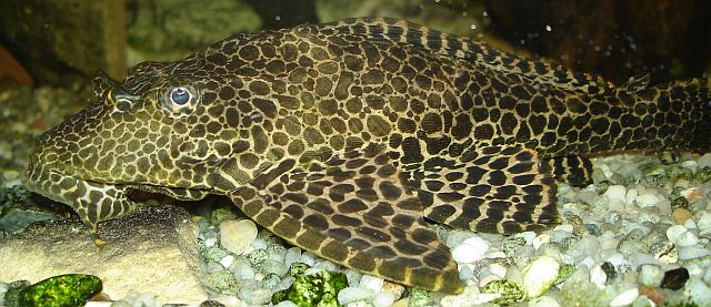 Glonojady!: Zbrojnik lamparci