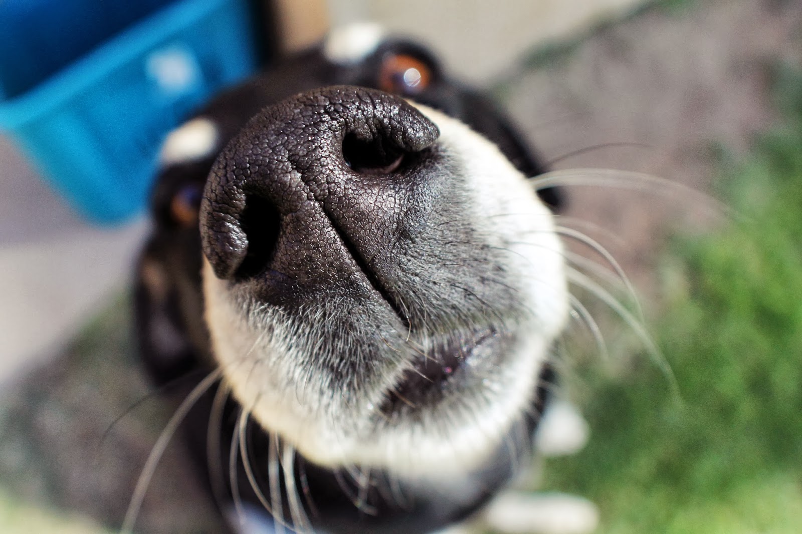 Lexie Danae Photography: My animals through a fisheye lens