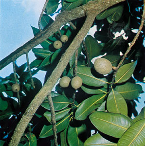 Fruit Warehouse: Mammee apple ( Mammea americana )