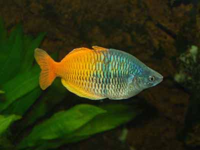 Boeseman The Rainbowfish | The Life of Animals
