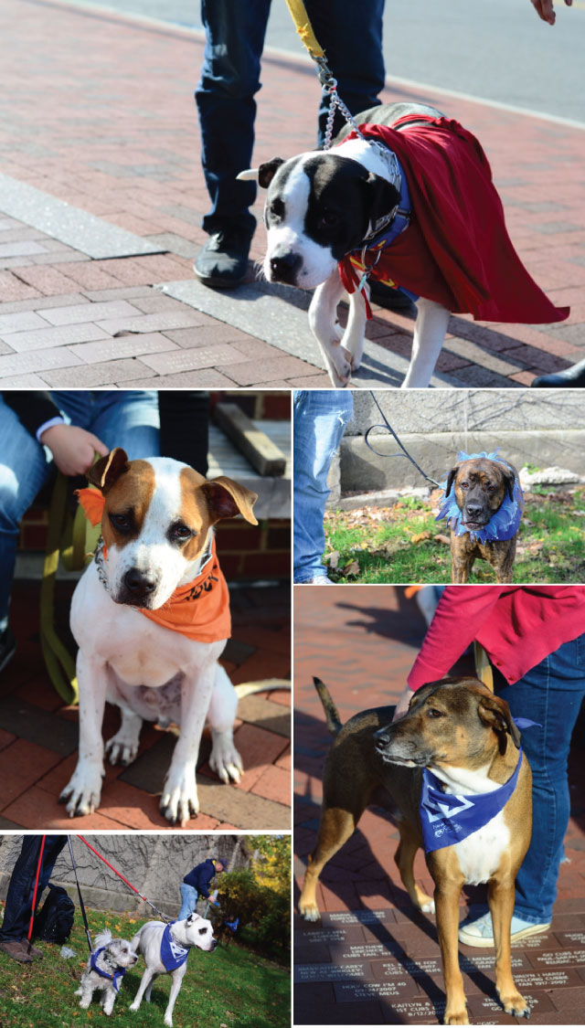 Two Pitties in the City: Things to Do in Chicago with Dogs: SuperDogs ...