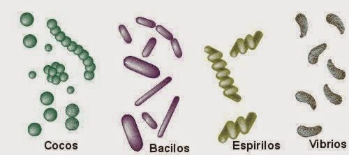 Microrganismos: Bactérias