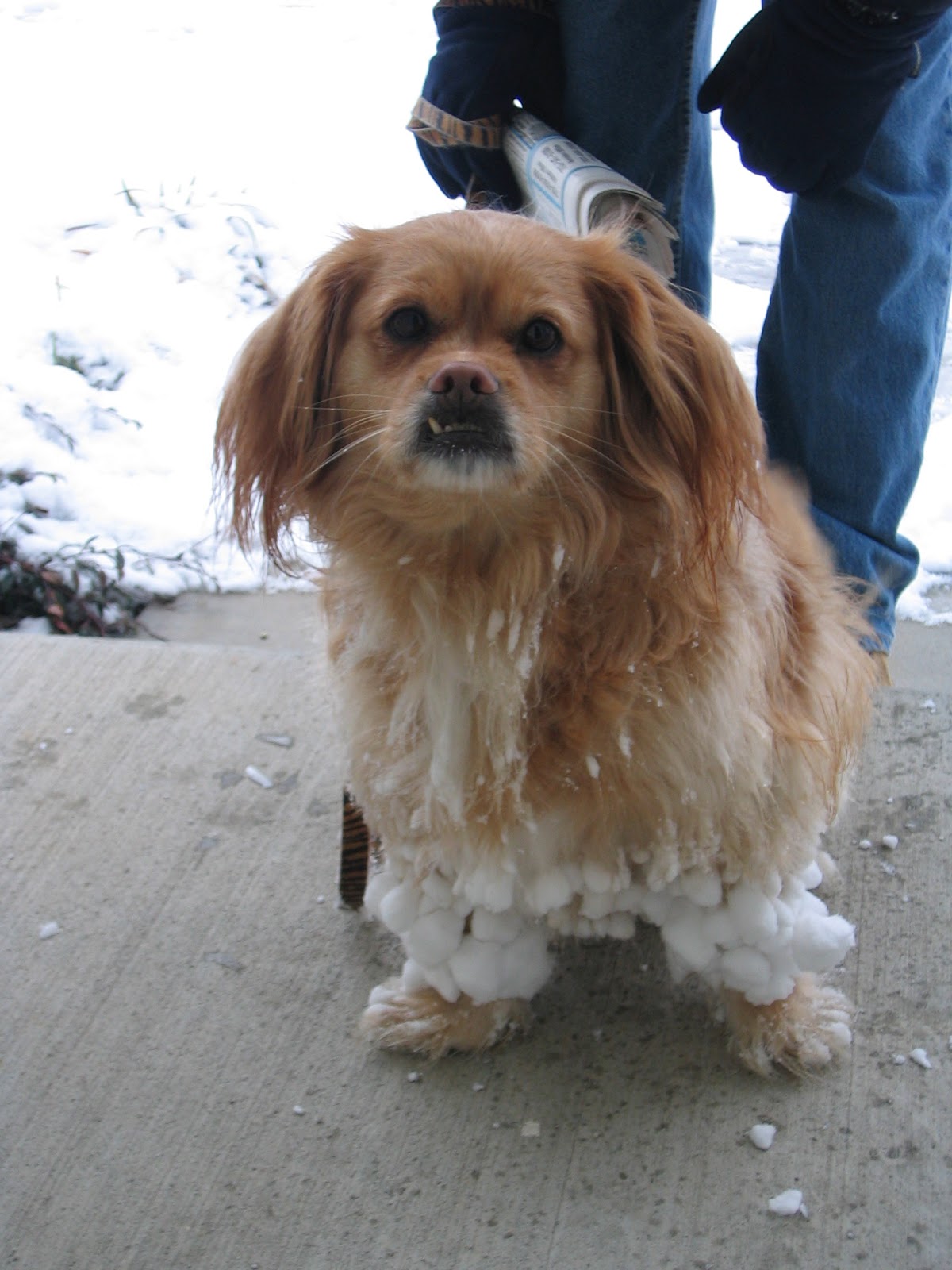 In Memory - Bebe the dog