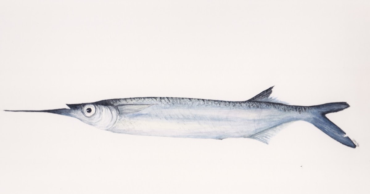 serendipity: Eastern Sea garfish
