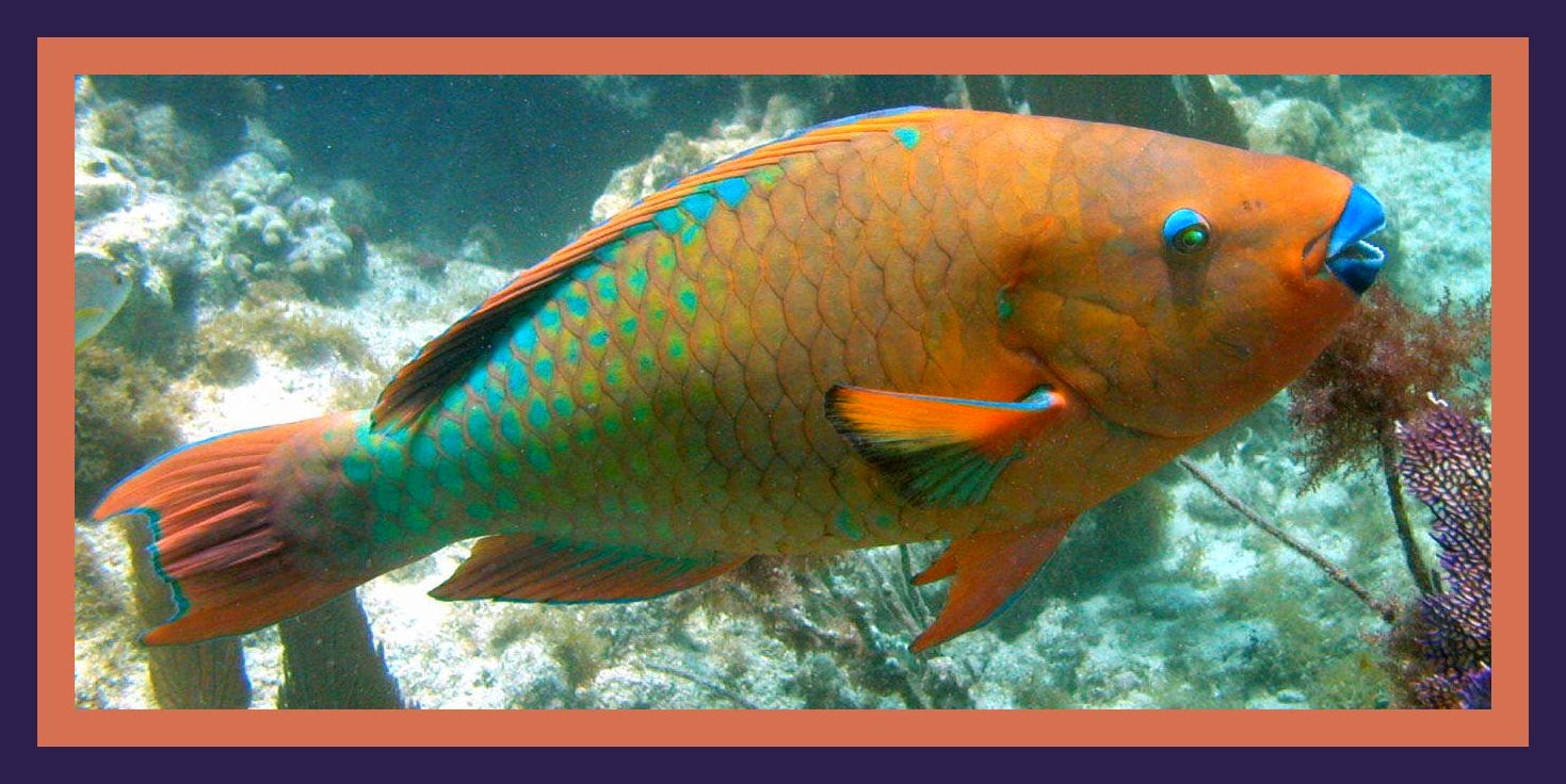 PARROTFISH photos - wallpapers (ανανεωμένο) | the fun bank