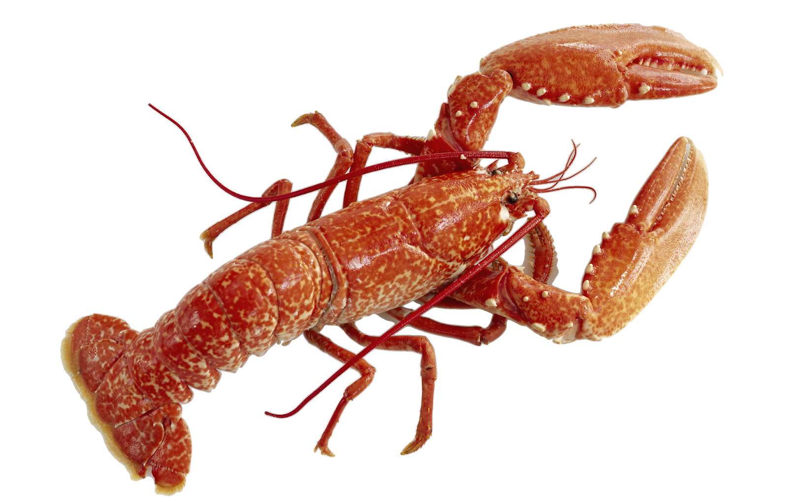 GEOGRAFI LINGKUNGAN: LOBSTER : BIOTA YANG DAPAT DIKONSUMSI