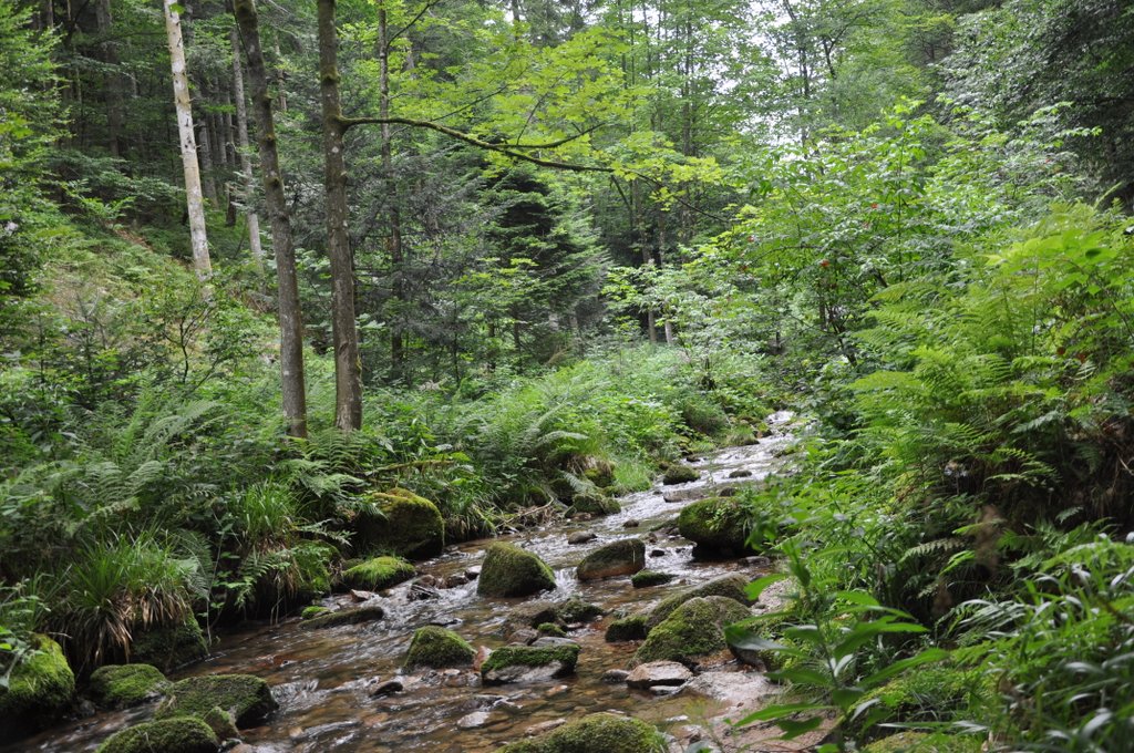21 días en la Selva Negra y Austria
