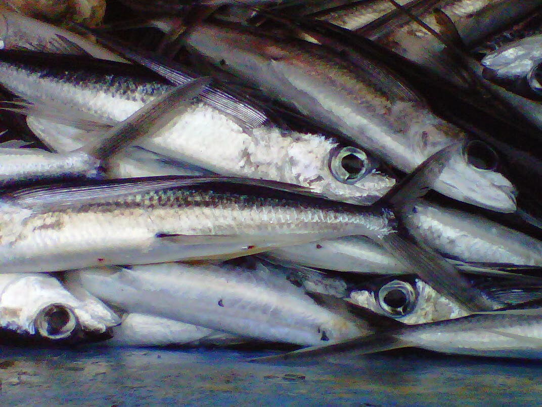 Batanes Food | Coconut Crab and Flying Fish - Escape Manila