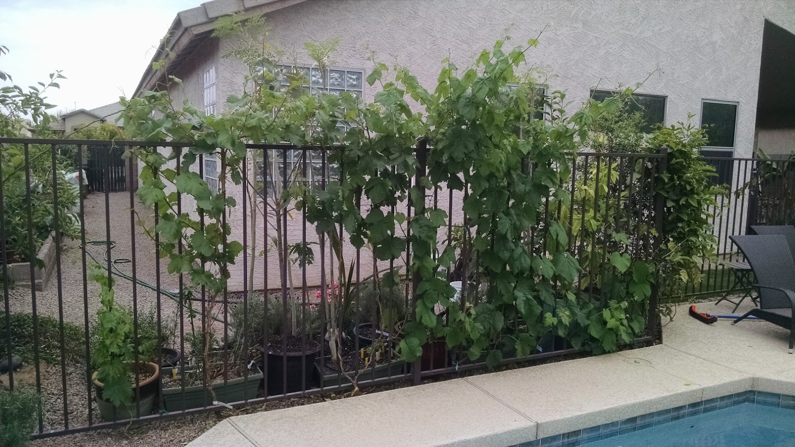 Desert Valley Orchard: Grape Trellis