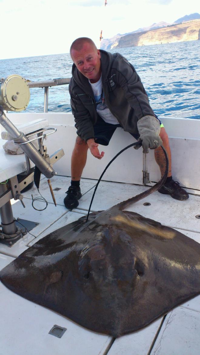 Glostruptrollingklub: Sting ray ca. 100 kg. Fin flad fisk.