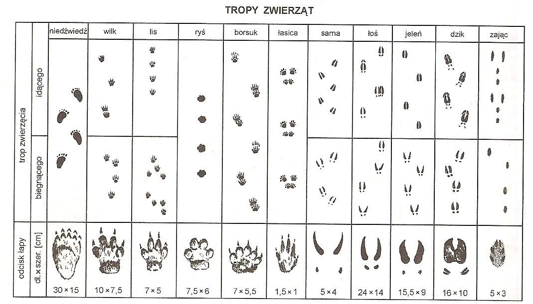 Strefa Bushcraftu: Tropy...