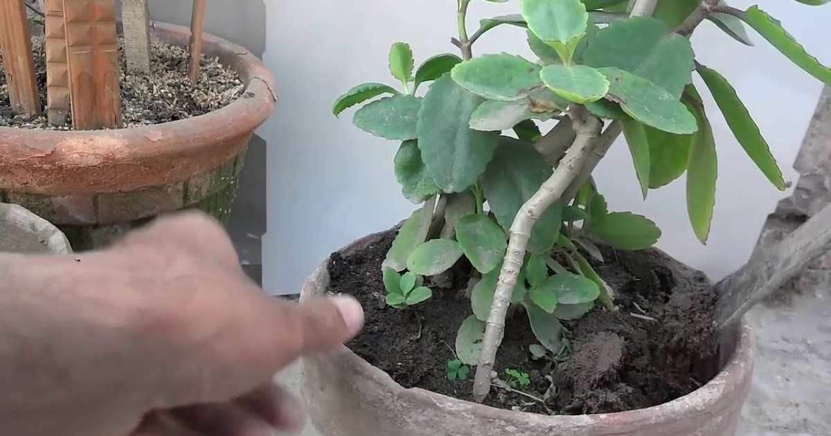 .: patharchatta plant benefits and side effects पत्थरचट्ट के फायदे और ...