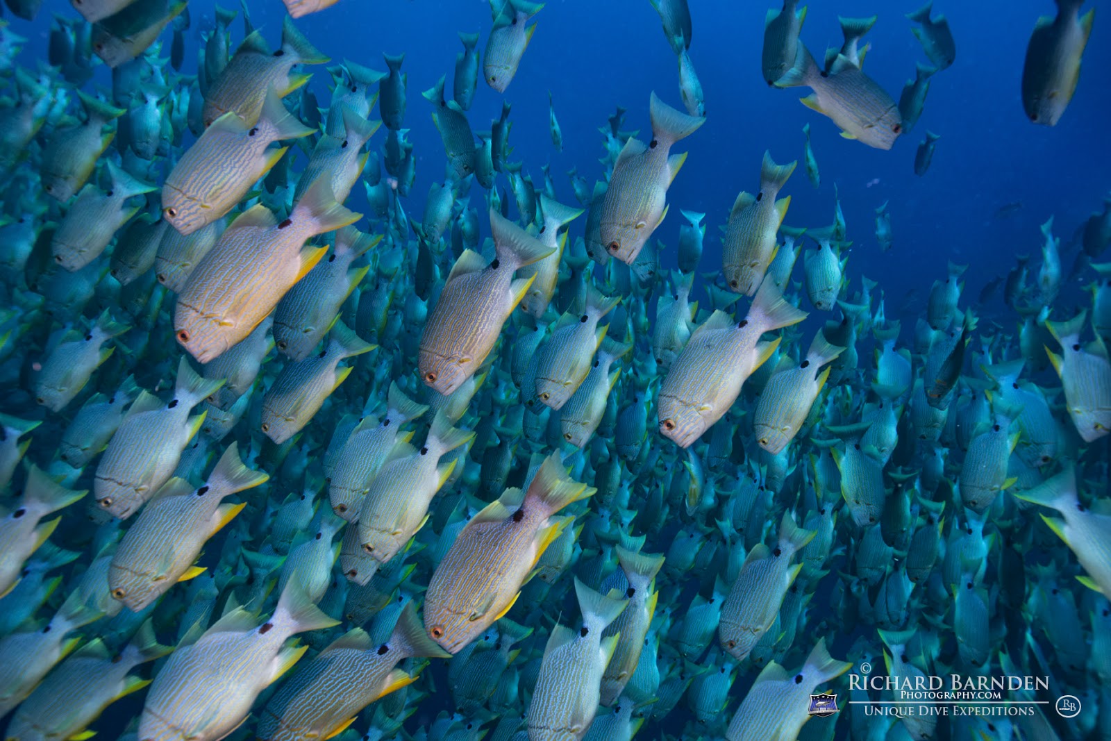 Blue Lined Sea Bream Spawning (Symphorichthys spilurus)