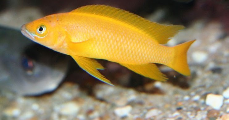 IKAN LEMON ~ Everything About Fish