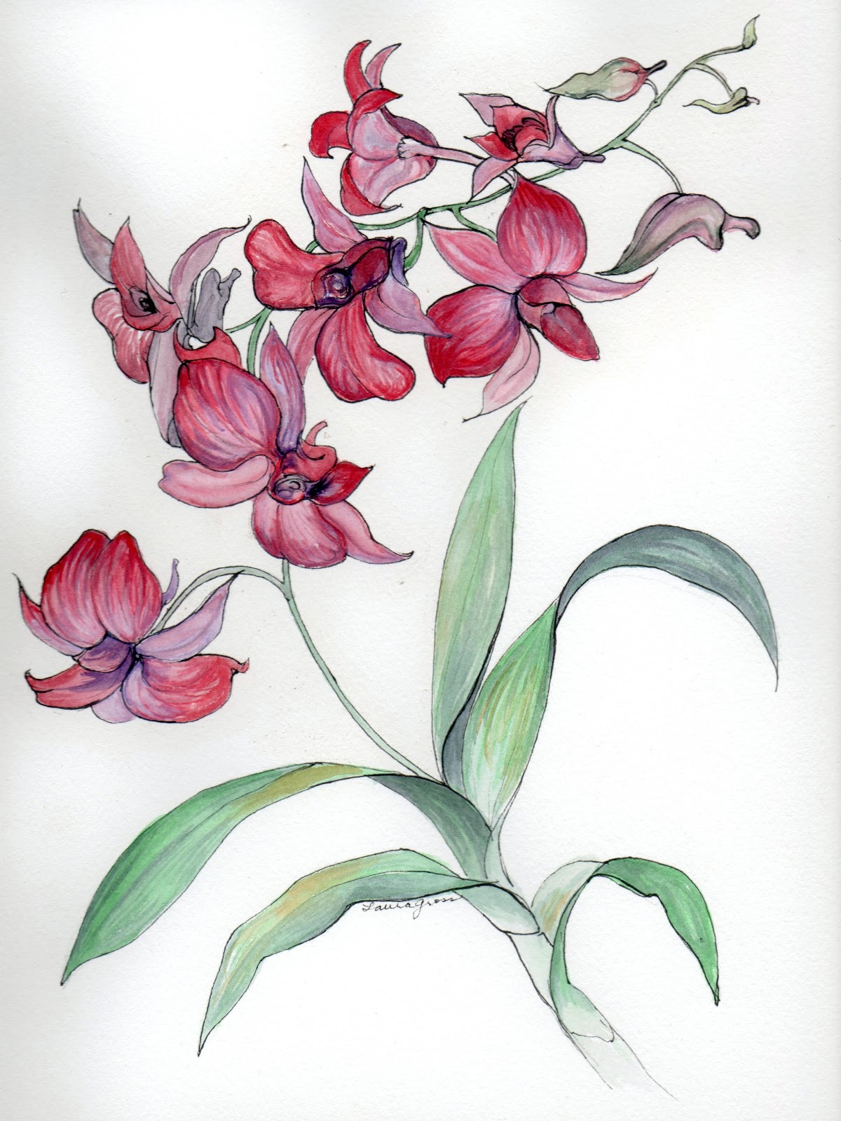 Laura Gross Illustration: Orchids.
