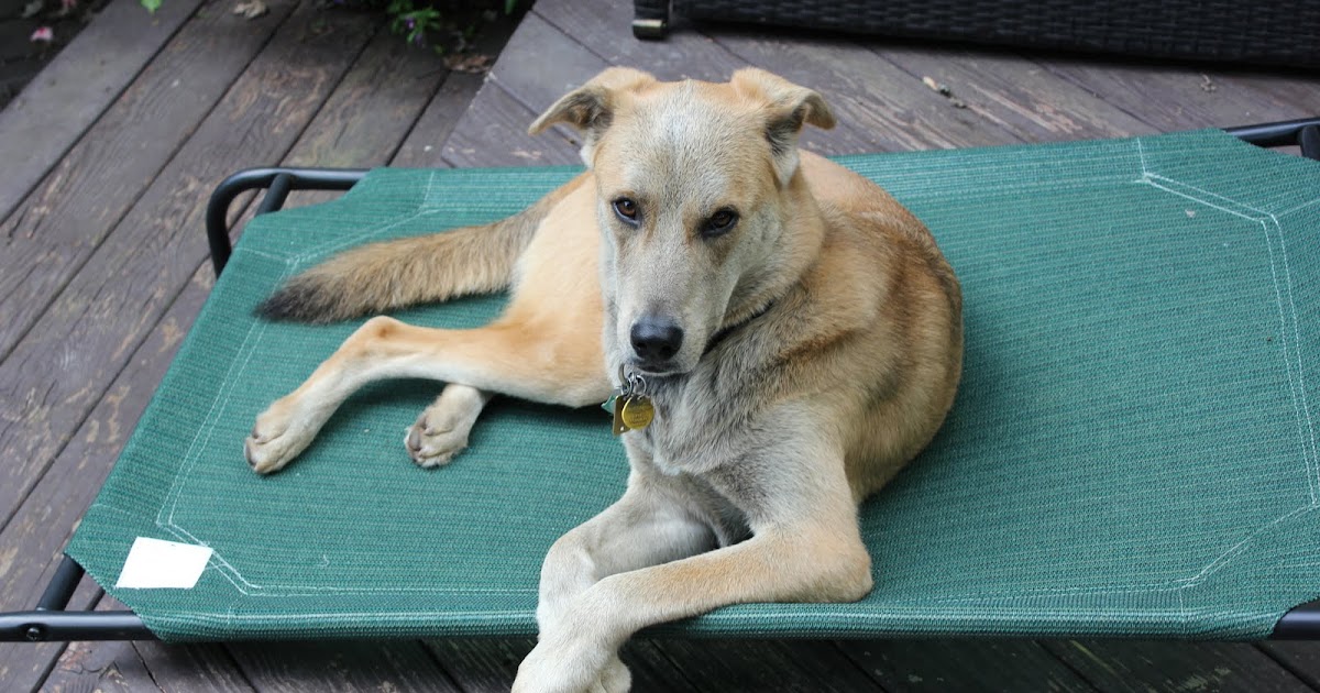 Complete with Dogs...and Cats: Battening Down the Hatches, Hunkering ...