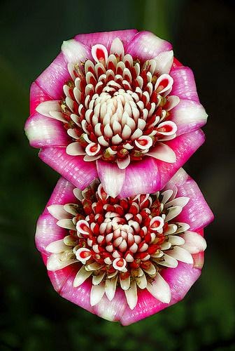 Malay Rose, Etlingera Venusta, Fairchild Tropical Botanic Garden ...