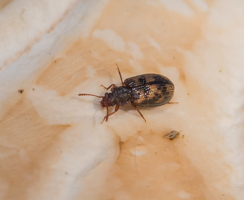 Variety of Life: Derodontidae