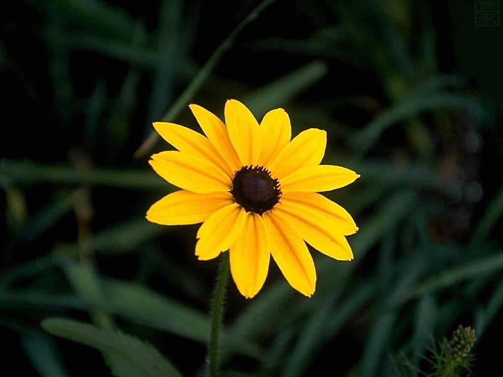 Home: Australian Flawer