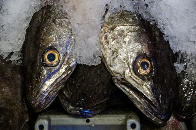 Through the Gaps! - Newlyn Fishing News: 01/08/16 - 01/09/16 Cornwall ...