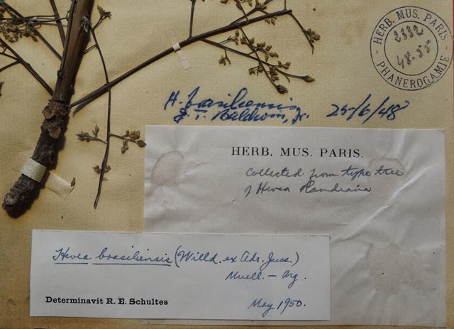 Jacques Huber and the Amazonian Botany: Plant collections