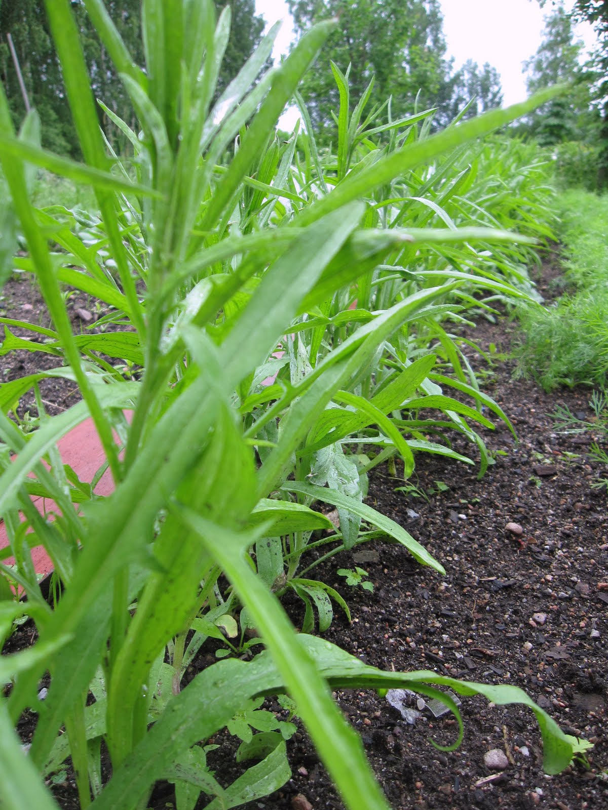 Puoli kuuta peipposesta: Kasvimaa ojennuksessa