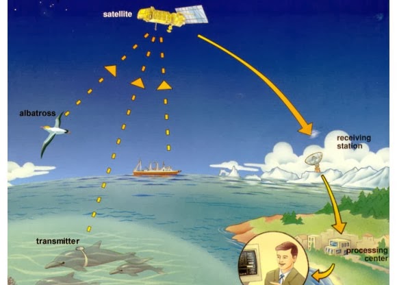 How is Satellite Tracking used for Wildlife Conservation?: Satellite ...