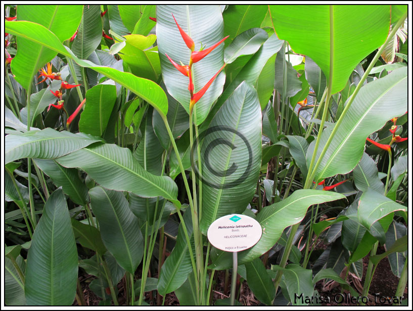 PERDIDO EN EL AMAZONAS: Heliconia latispatha (platanillo)