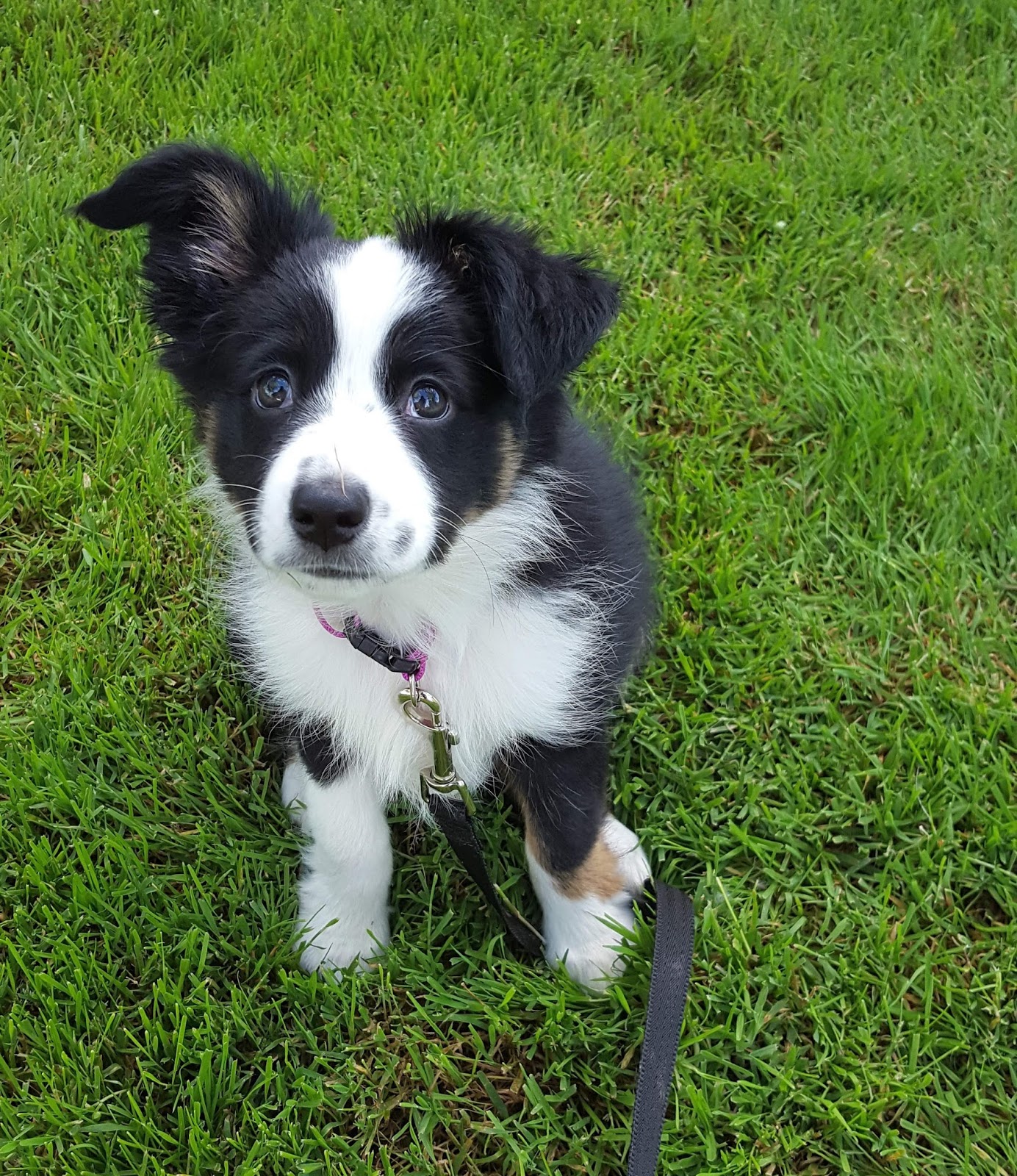 Cute dogs - part 180 (50 pics) | Amazing Creatures