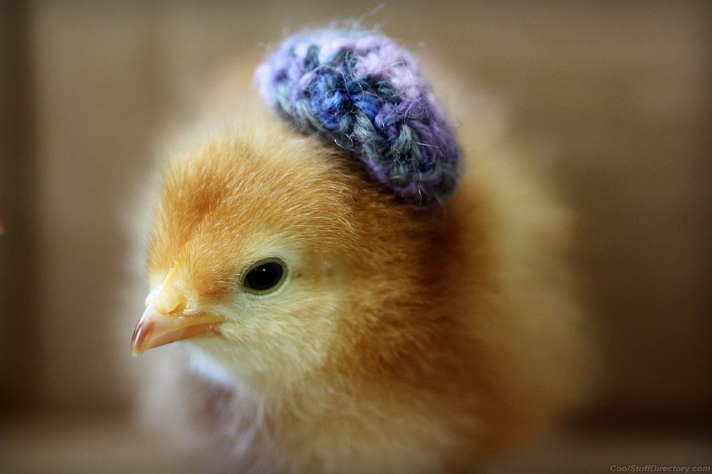 Wallpaper HD 2016: 15+ HD WALPAPER ANAK AYAM DAN ANAK BEBEK YANG LUCU