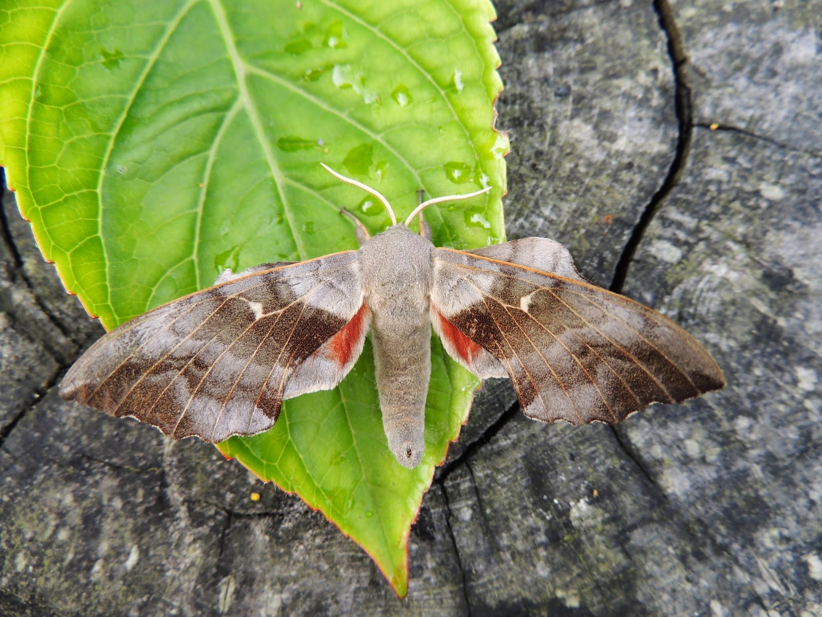 Plovers Blog: Whimbrels and Hawk-moths