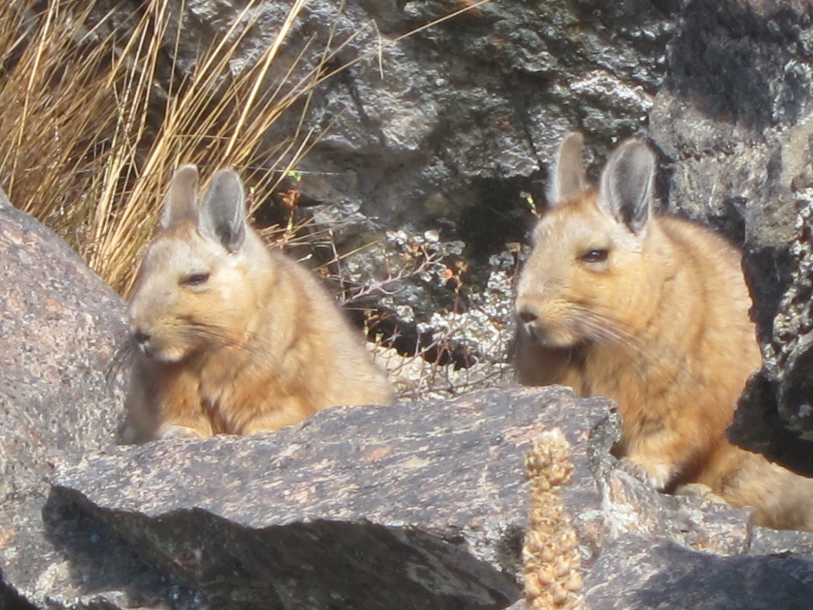 1000+ images about Viscacha / Chinchillas on Pinterest | Chinchillas ...
