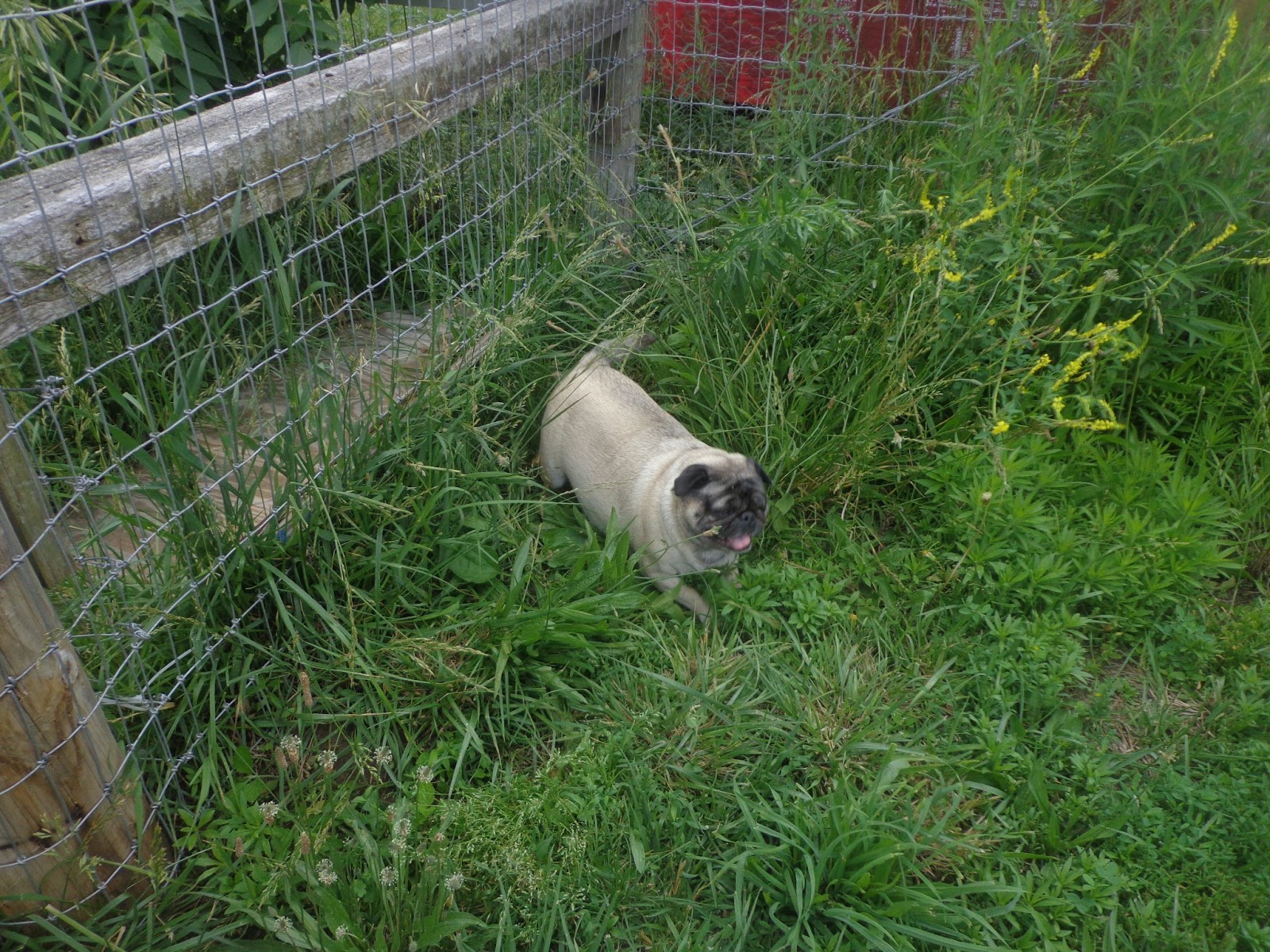 Abby the Farm Pug