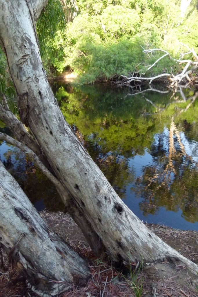 Where is Bear..Raz, Magi, Digs and Miranda?: Cooktown Crossing: "Mummy ...